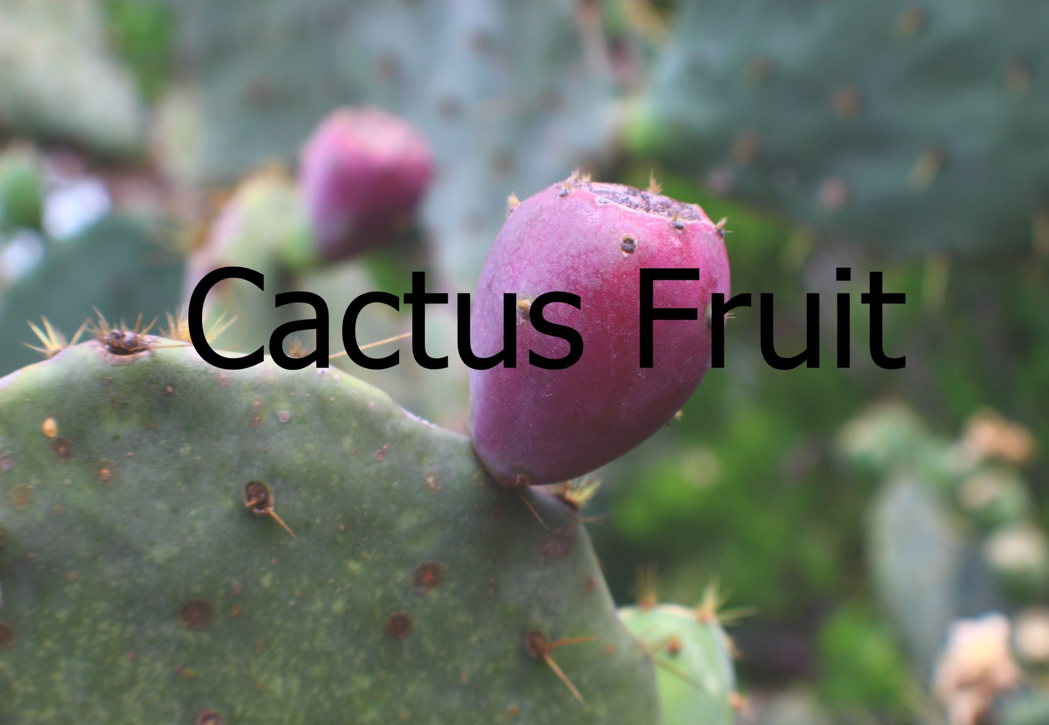 Cactus Fruit - Stages of Cactus Fruit and How to Eat Them!