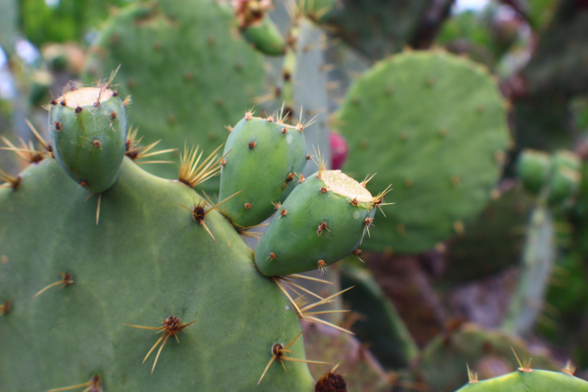 Cactus Fruit - Stages of Cactus Fruit and How to Eat Them!