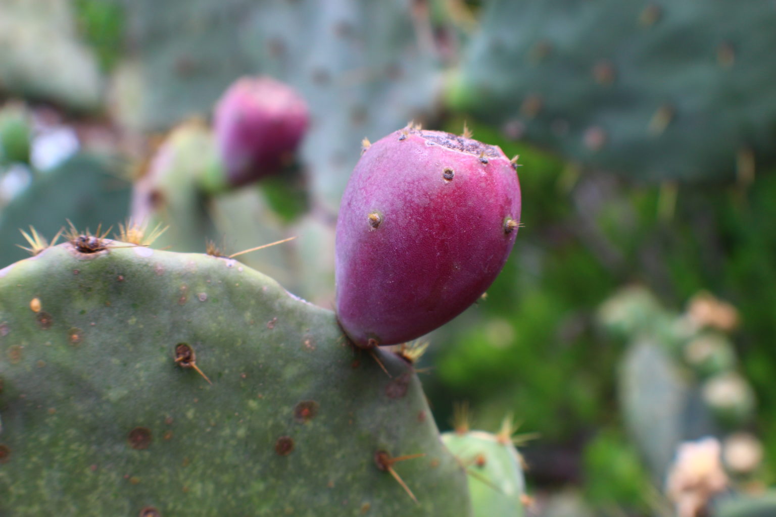 Cactus Fruit - Stages of Cactus Fruit and How to Eat Them!