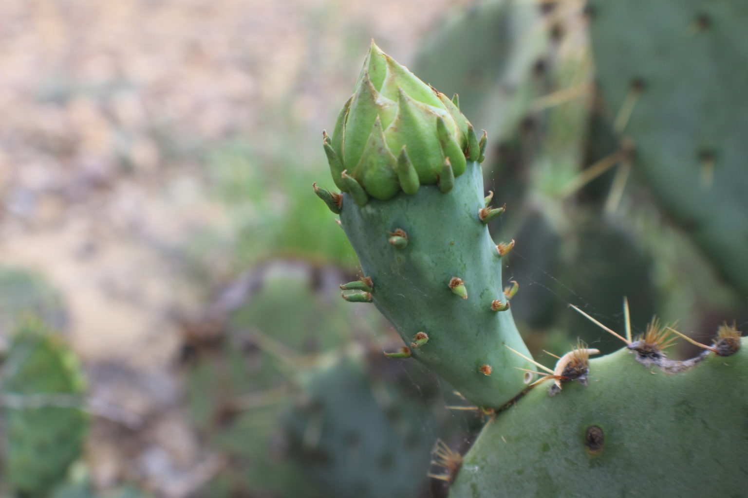 Cactus Fruit - Stages of Cactus Fruit and How to Eat Them!